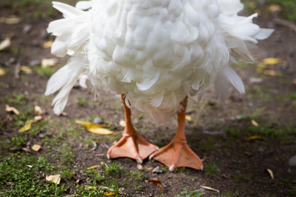 New Zealand wildlife: Goosy feet; Photo: Anna Alboth | The Family ...