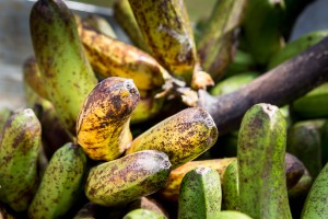 Eat like a local: food in Tonga (Fruits, Fish, Meat, Vegetables) | The ...