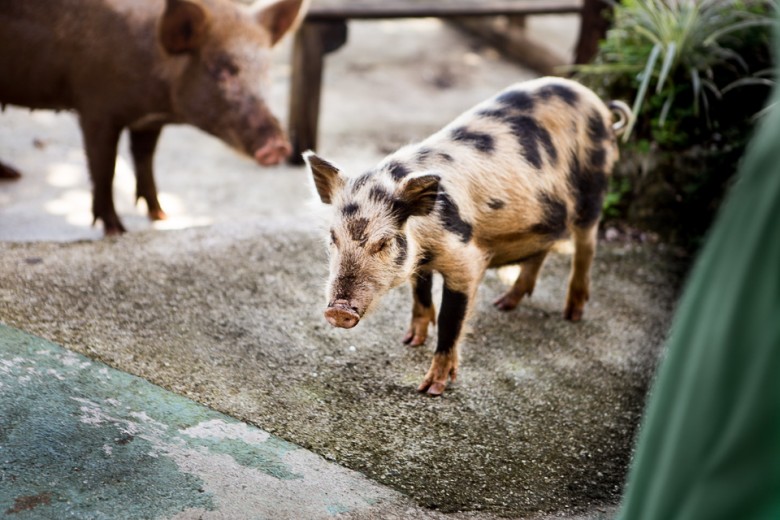Eat like a local: food in Tonga (Fruits, Fish, Meat, Vegetables) | The ...