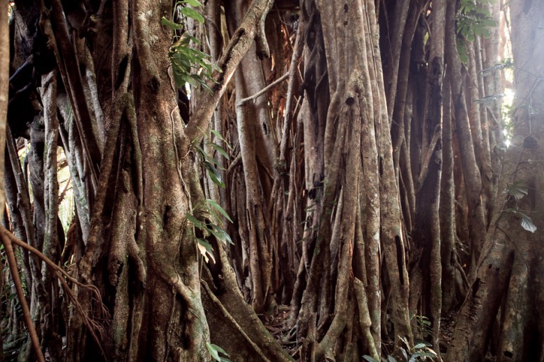 Ovava playground tree | The Family Without Borders