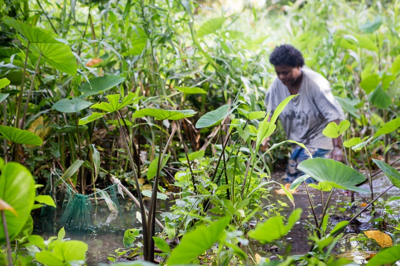 Fishing and Eating Sweet Water Prawns in Fiji on Ovalau Island | The ...