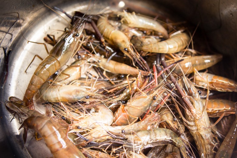 Fishing and Eating Sweet Water Prawns in Fiji on Ovalau Island | The ...