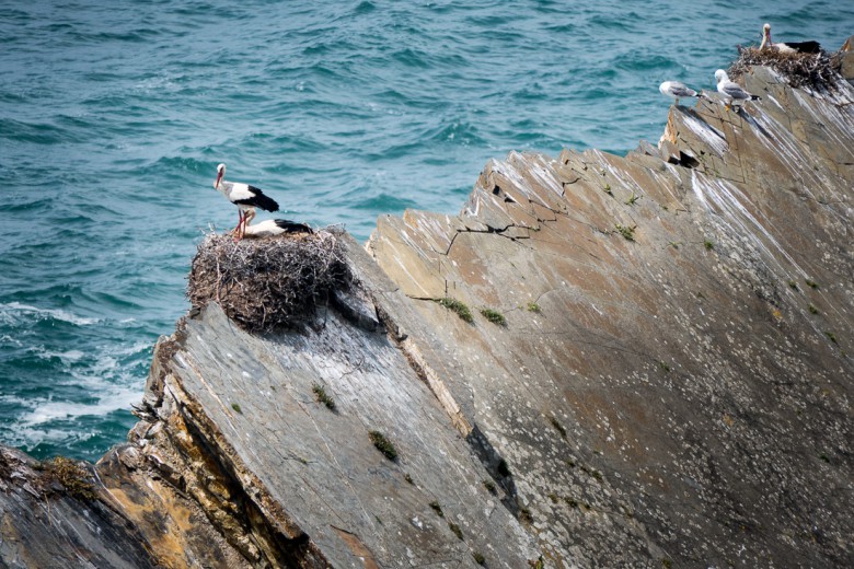 Secrets of white stork in… Portugal | The Family Without Borders