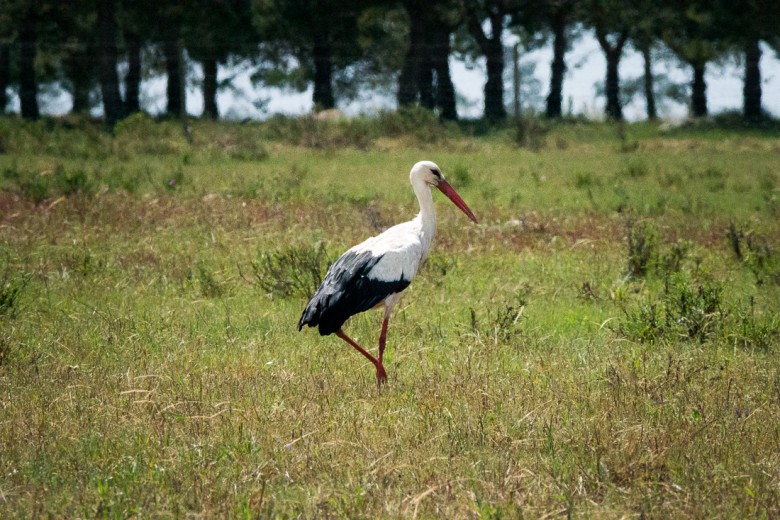 Secrets of white stork in… Portugal | The Family Without Borders