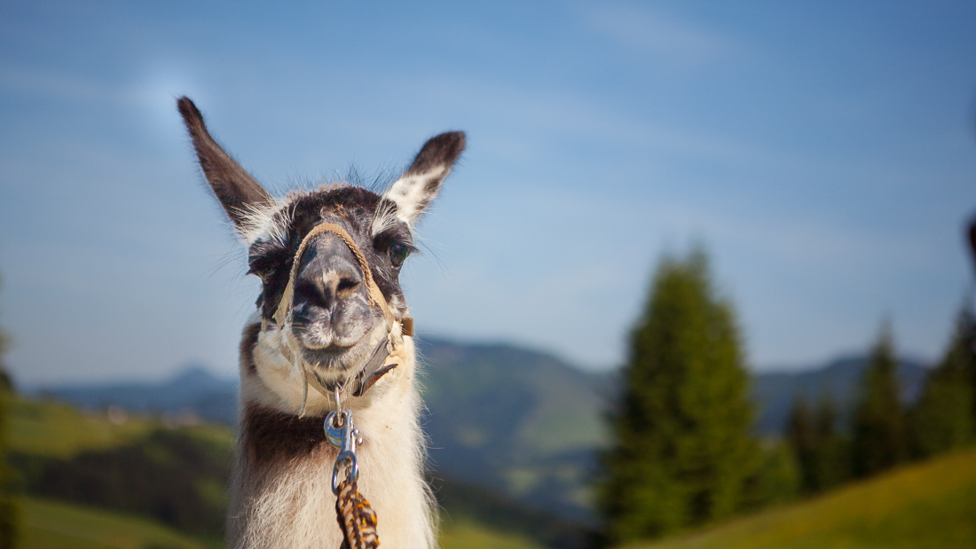 Co można robić z dziećmi w Alpy Kitzbühelskich? | Rodzina bez granic