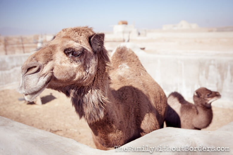 Camel in the Dasht-e Kavir – The Great Salt Desert (Iran, near Kashan ...